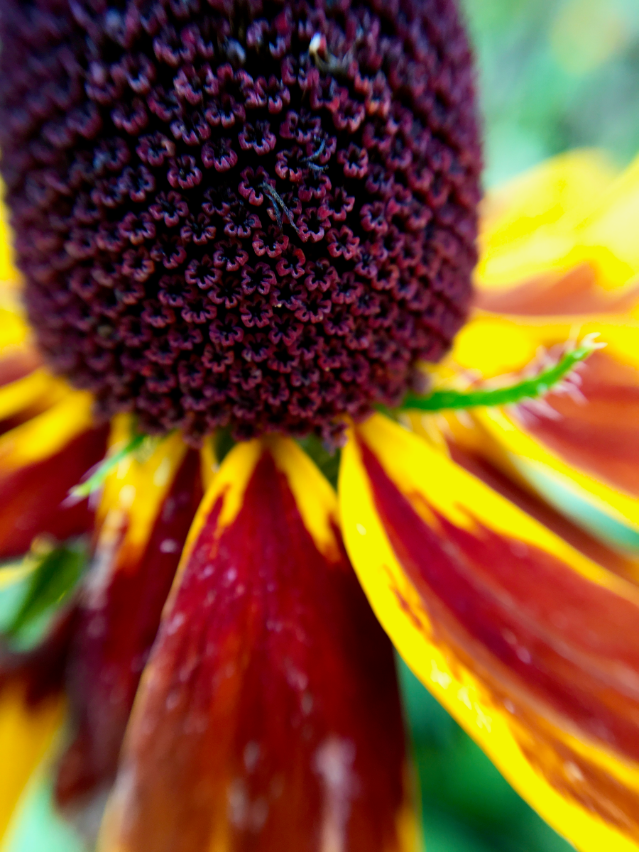 Disk flowers – Jinjer Stanton